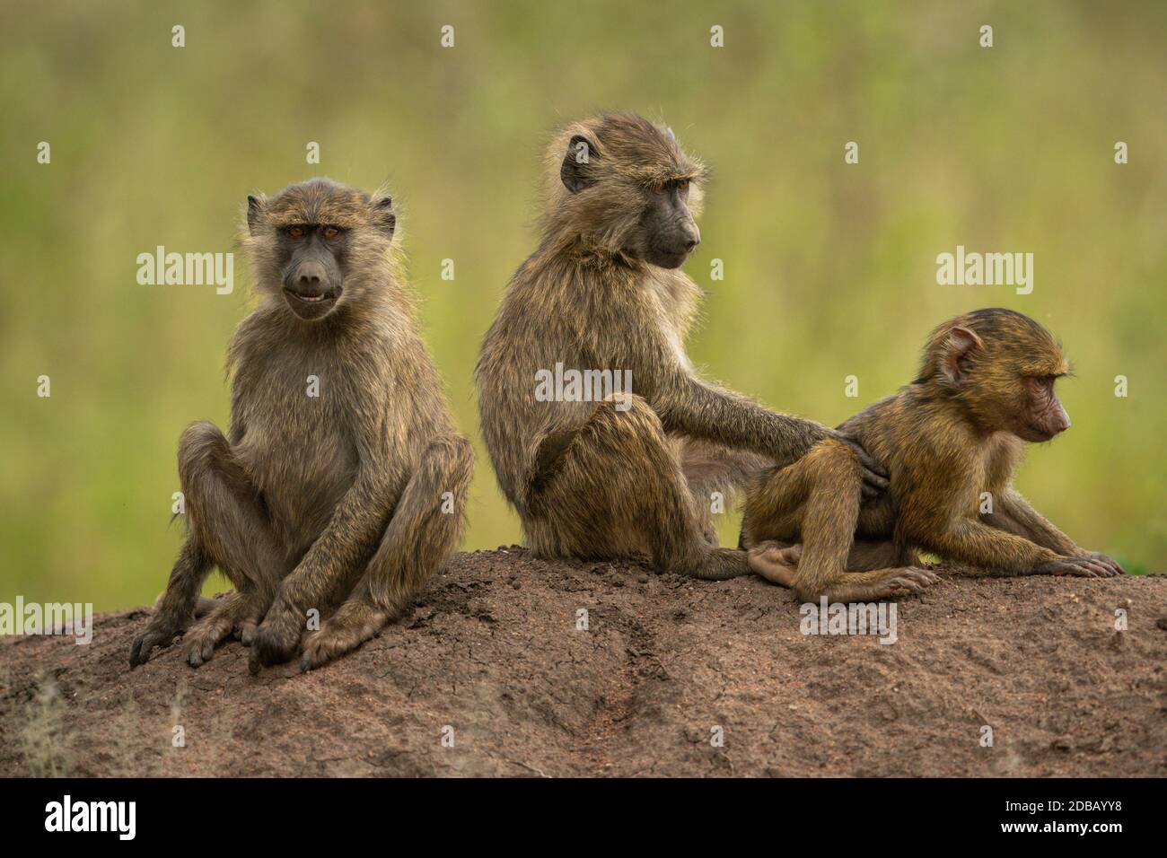 Three baboons hi-res stock photography and images - Alamy