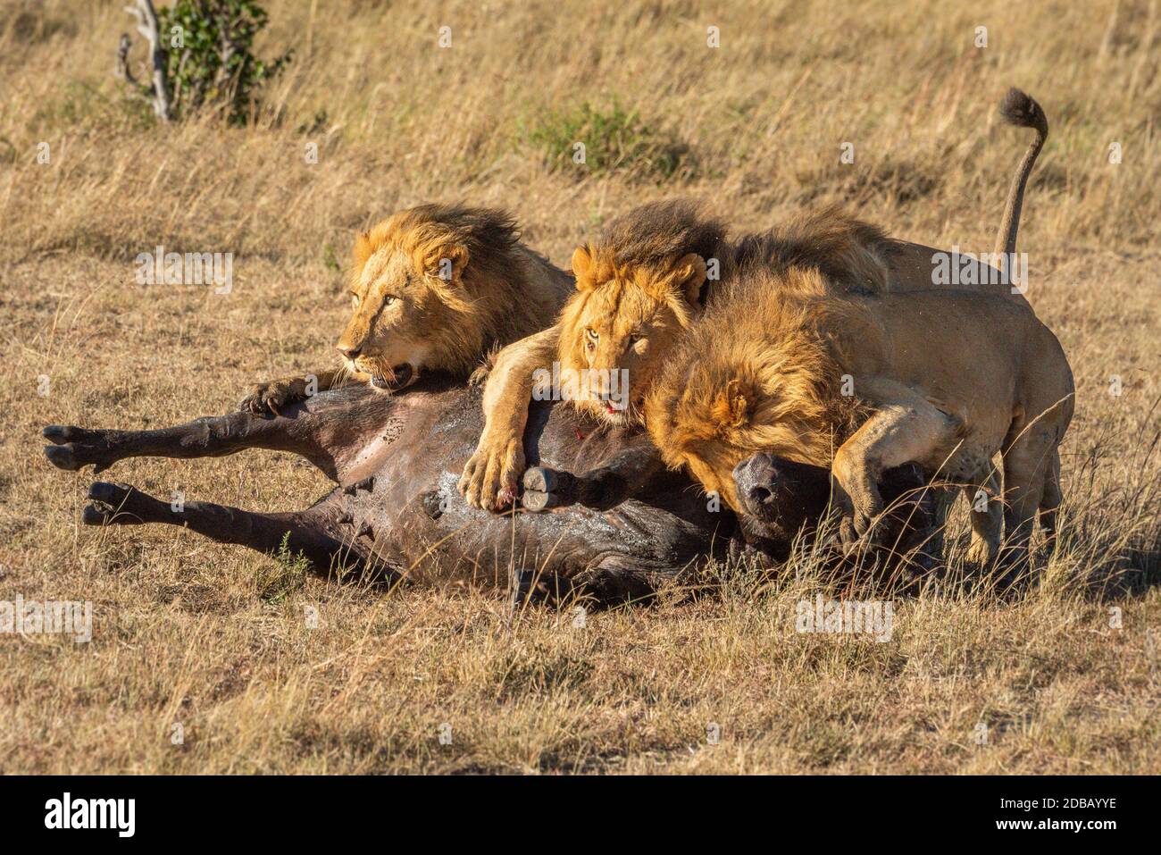 Dead buffalo hi-res stock photography and images - Alamy