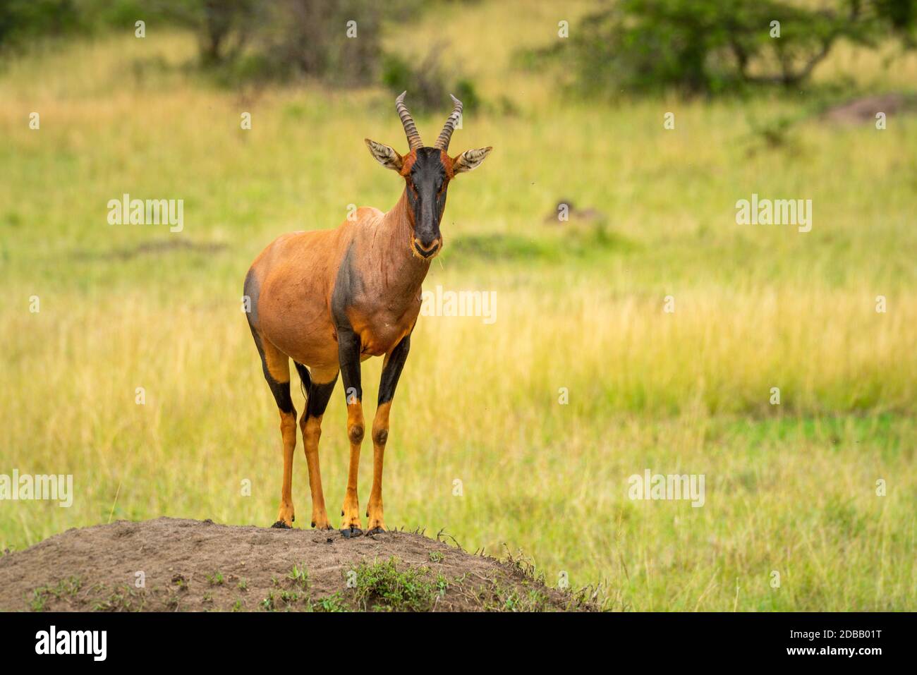 Topi mound hi-res stock photography and images - Alamy