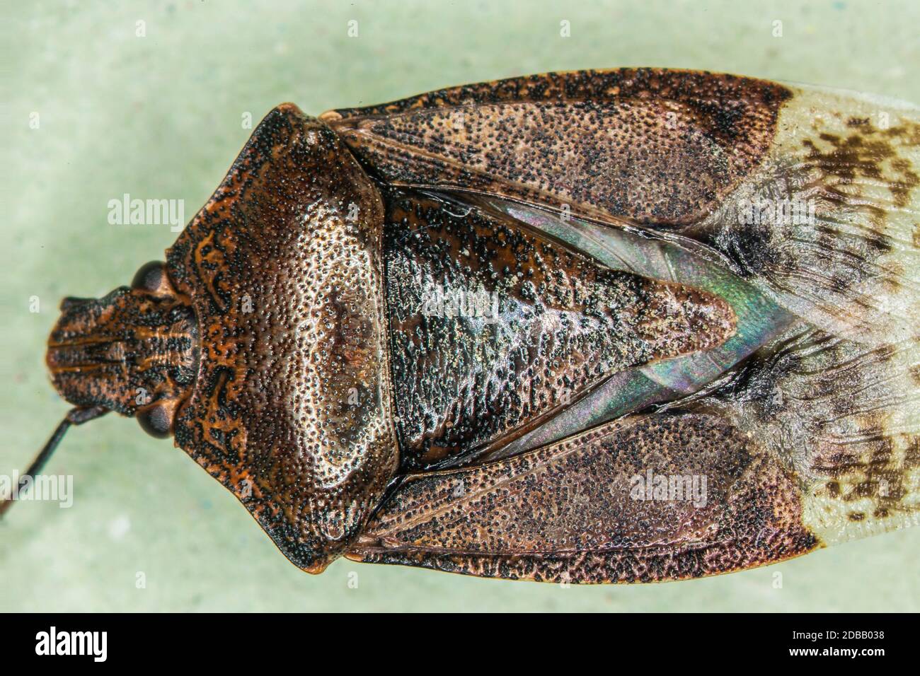 brown tree bug with antennae and compound eyes Stock Photo - Alamy