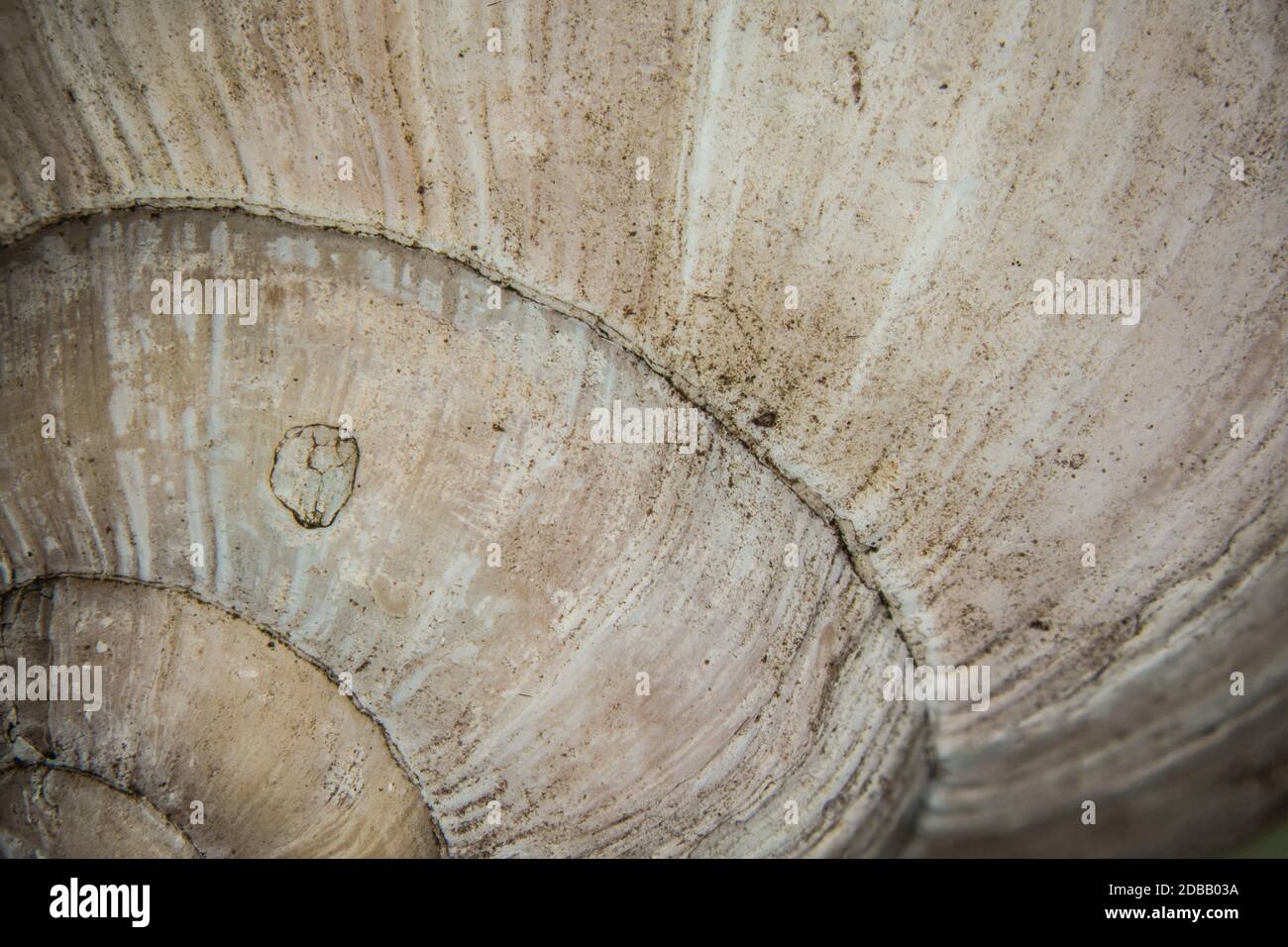 rotated shell of a snail Stock Photo - Alamy