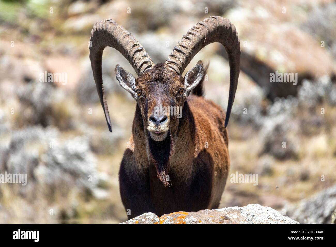 male of very rare Walia ibex, Capra walie, rarest ibex in world in ...