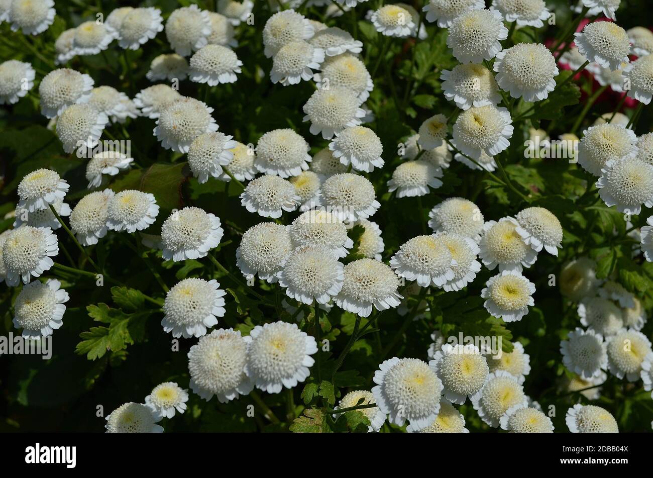Sumptuous flowers hi-res stock photography and images - Alamy