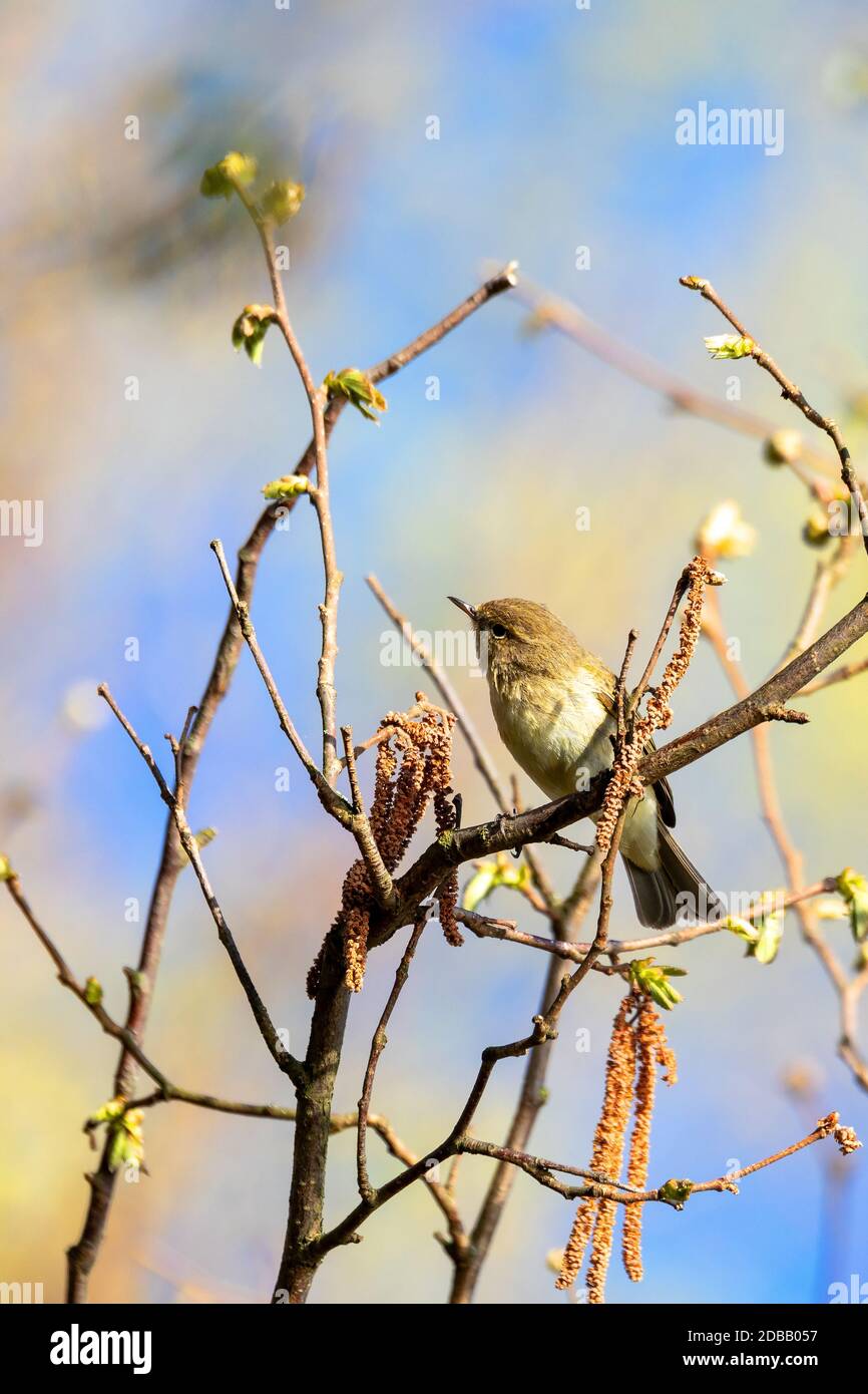 small song bird Willow Warbler (Phylloscopus trochilus) sitting on the ...