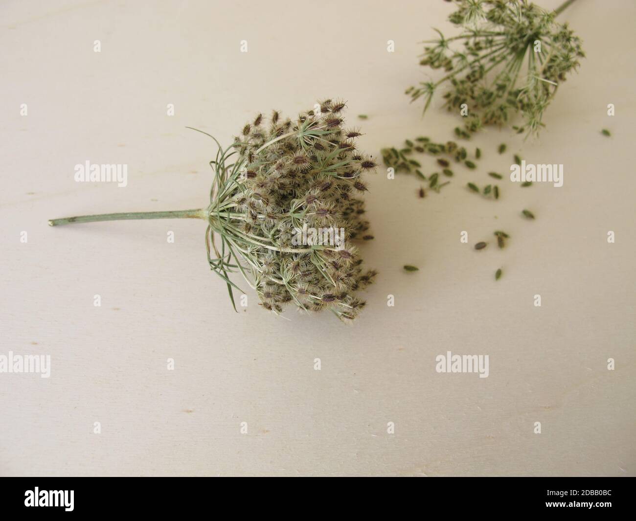 Hooked seeds hi-res stock photography and images - Alamy