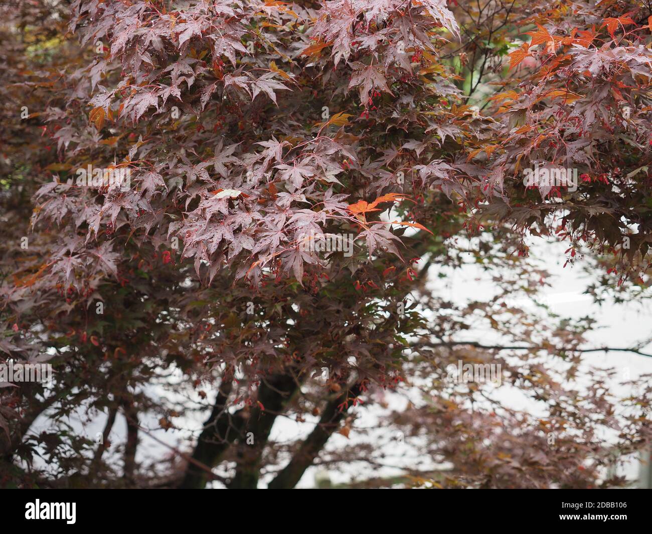 maple acer (Acer Rubrum) aka swamp maple, water maple or soft maple ...