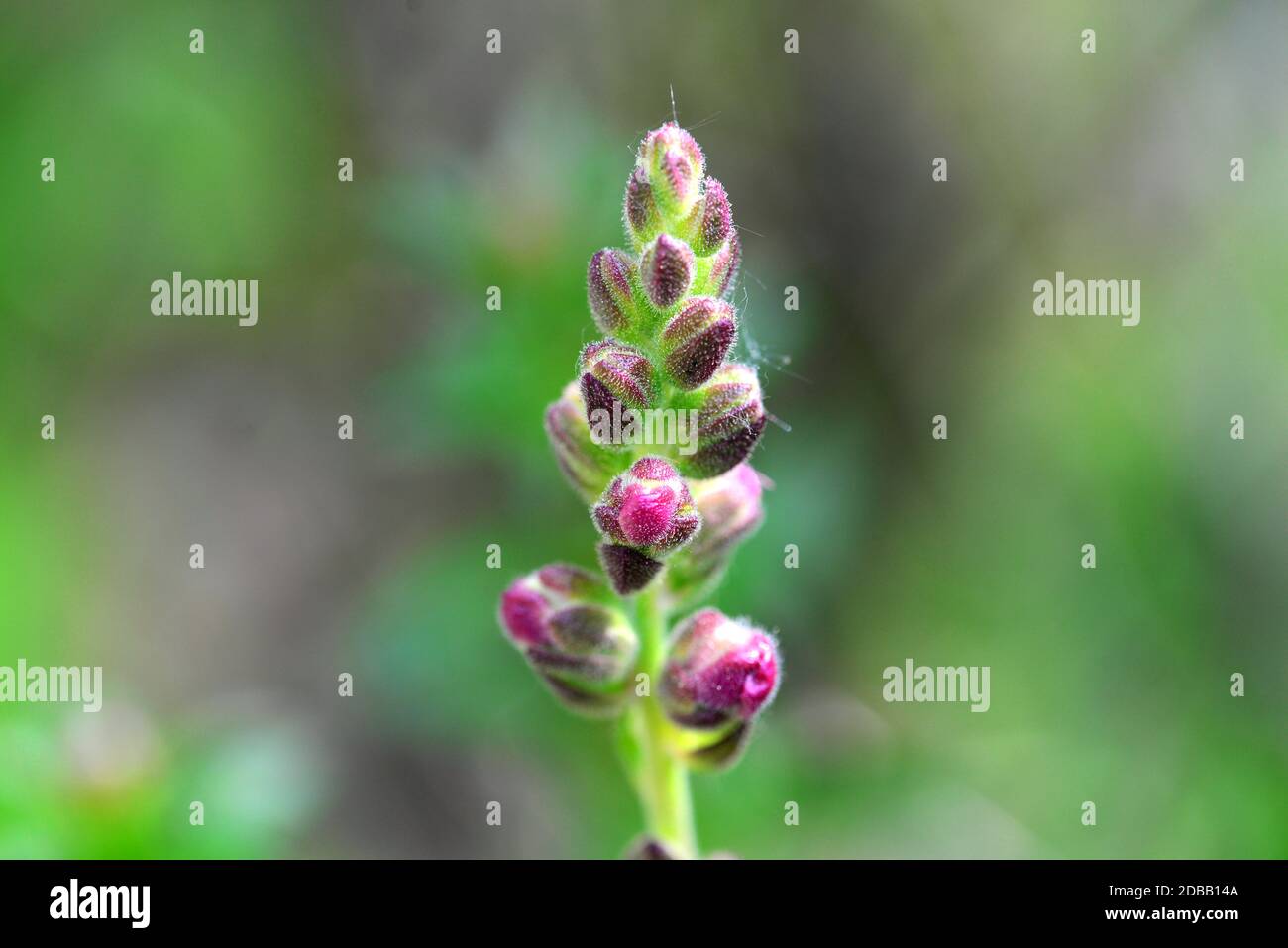 Snap Dragon Flower High Resolution Stock Photography and Images - Alamy