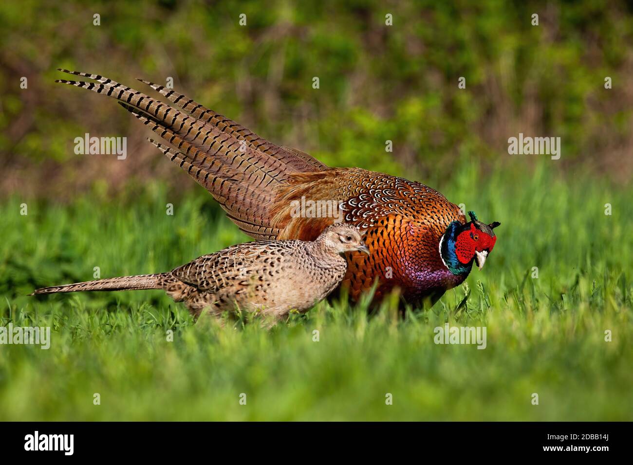 Cock and hen of common pheasant, phasianus colchicus, in mating season at sunset. Concept of ...
