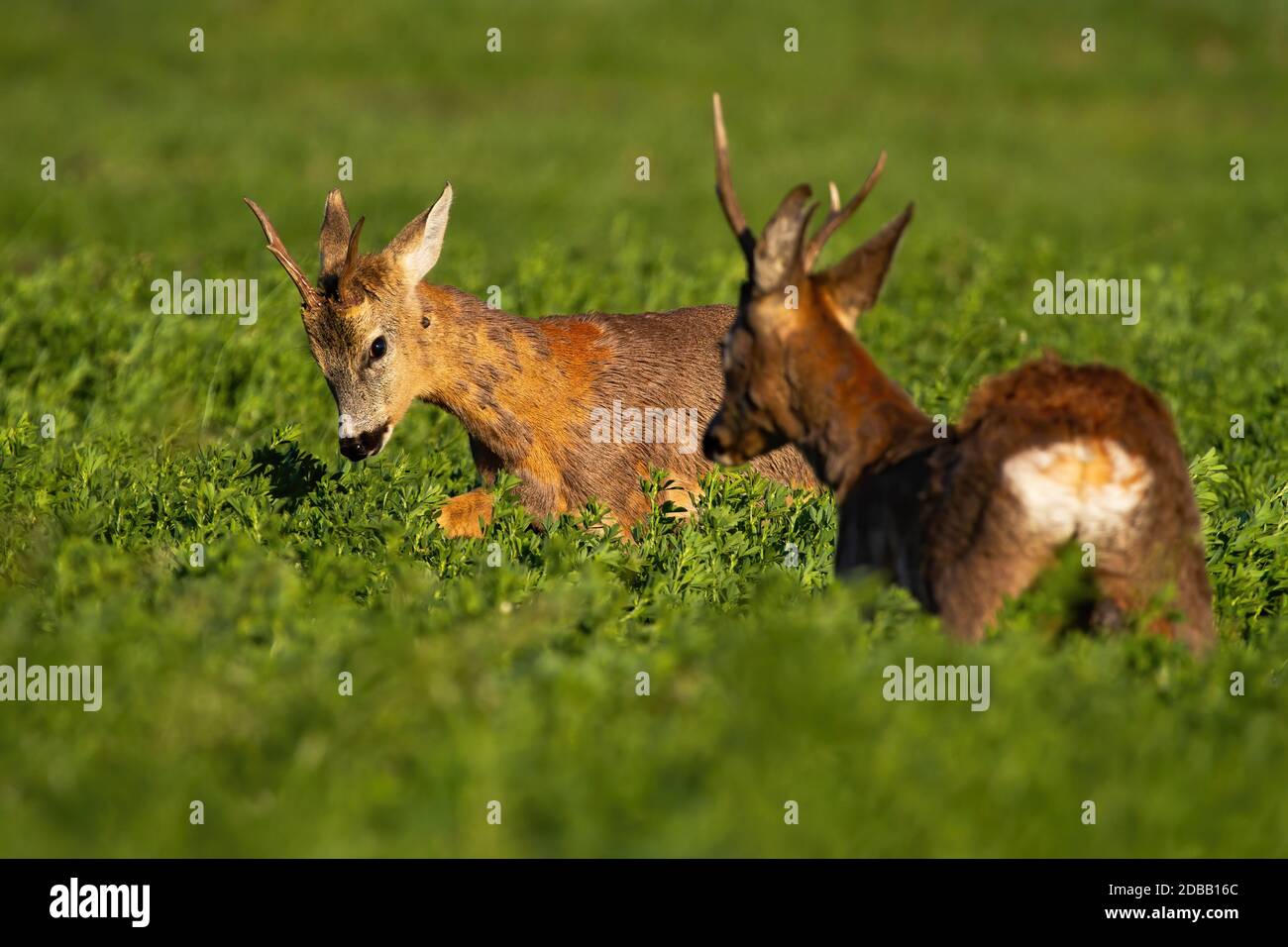 Rivalry of roebucks in a territorial fight in spring nature at sunrise ...