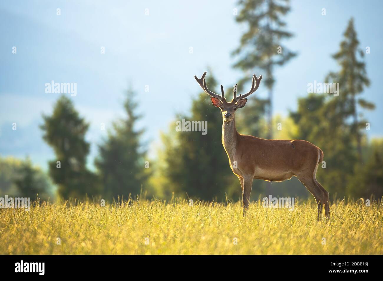 Young red deer, cervus elaphus, stag standing in grass with trees and ...