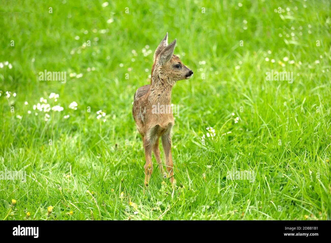 Beautiful Deer Fawn standing on meadow with flowers in springtime Stock ...