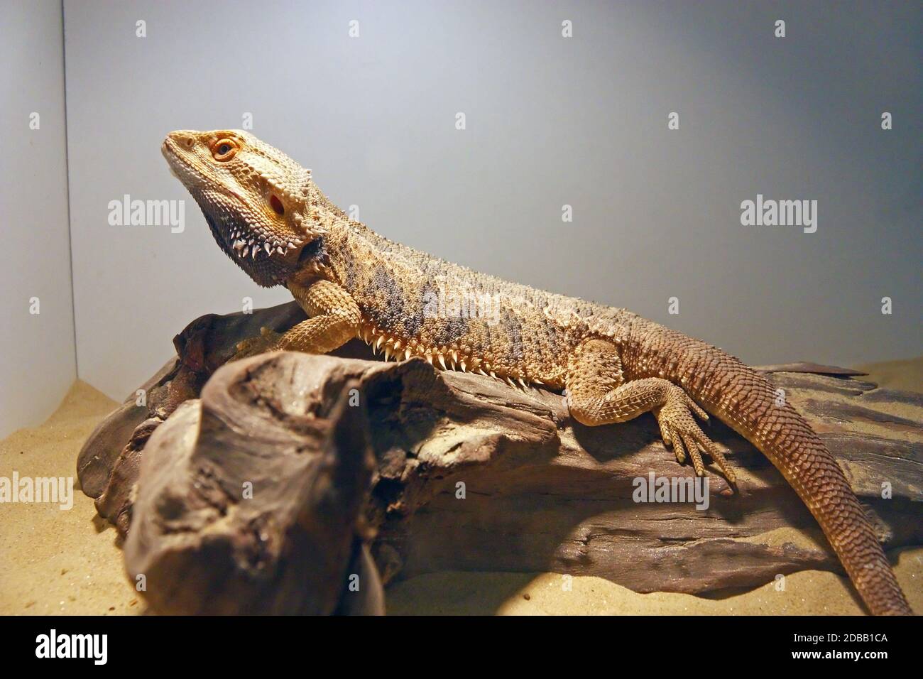 Central bearded dragon (pogona vitticeps), is a species of agamid ...