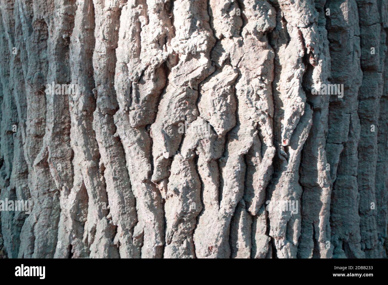 Texture closeup, a bark of an old oak, silver color Stock Photo - Alamy