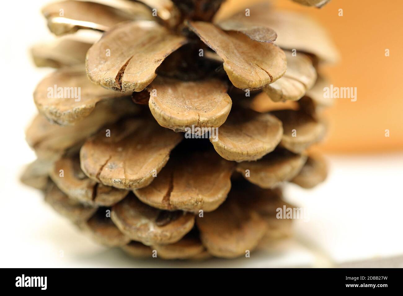 Pine cone scales hi-res stock photography and images - Alamy