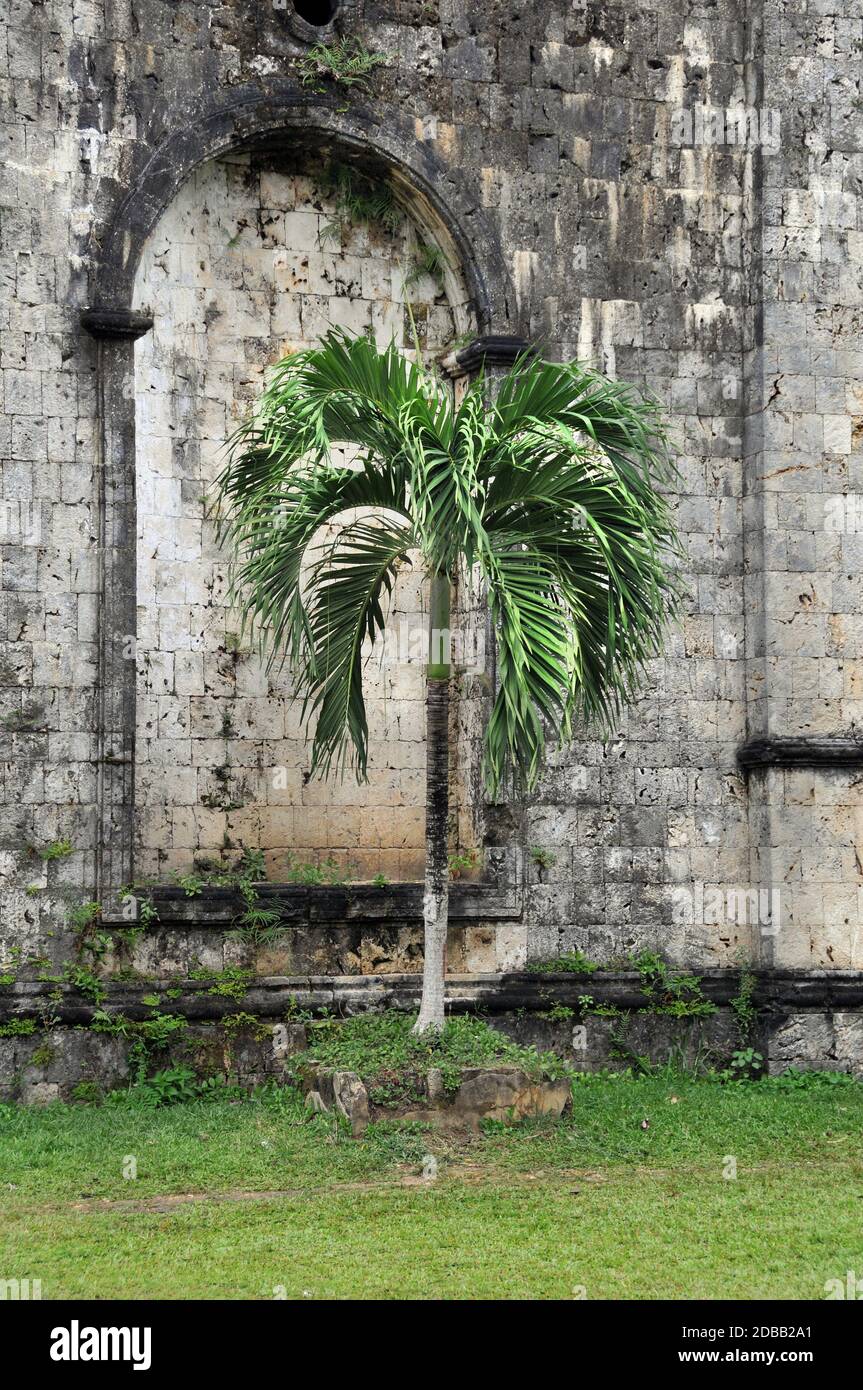 palm tree in Maribojoc on Bohol in the Philippines Stock Photo - Alamy