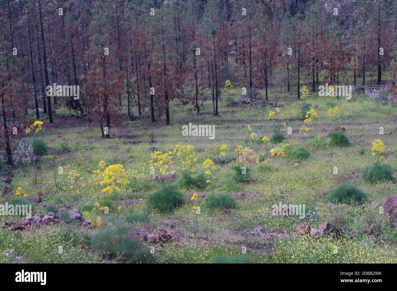 Burned forest of Canary Island pine Pinus canariensis and plants of ...
