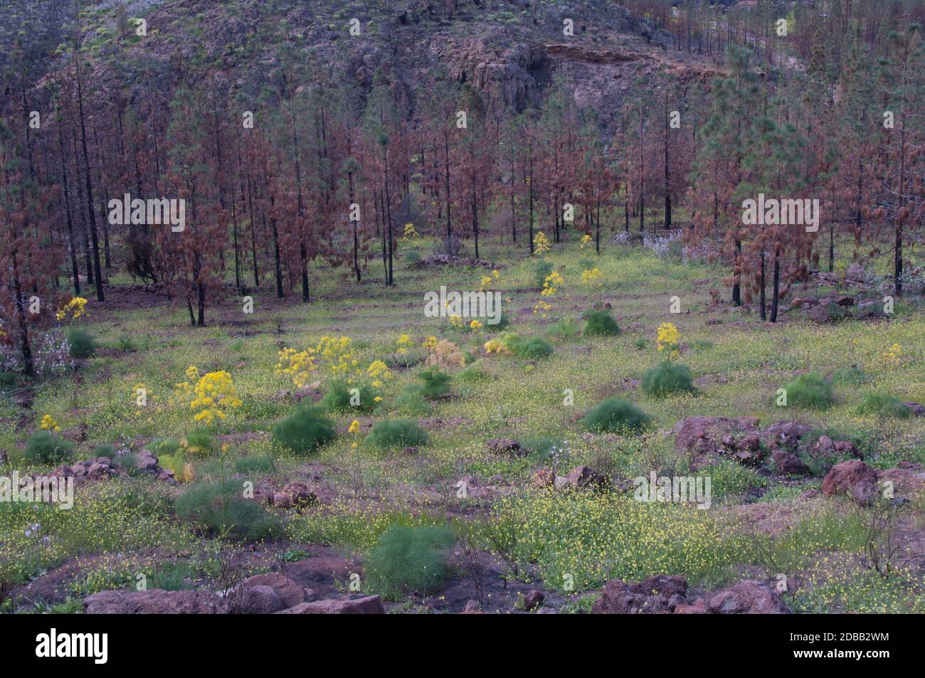 San Nicolas Island Plants