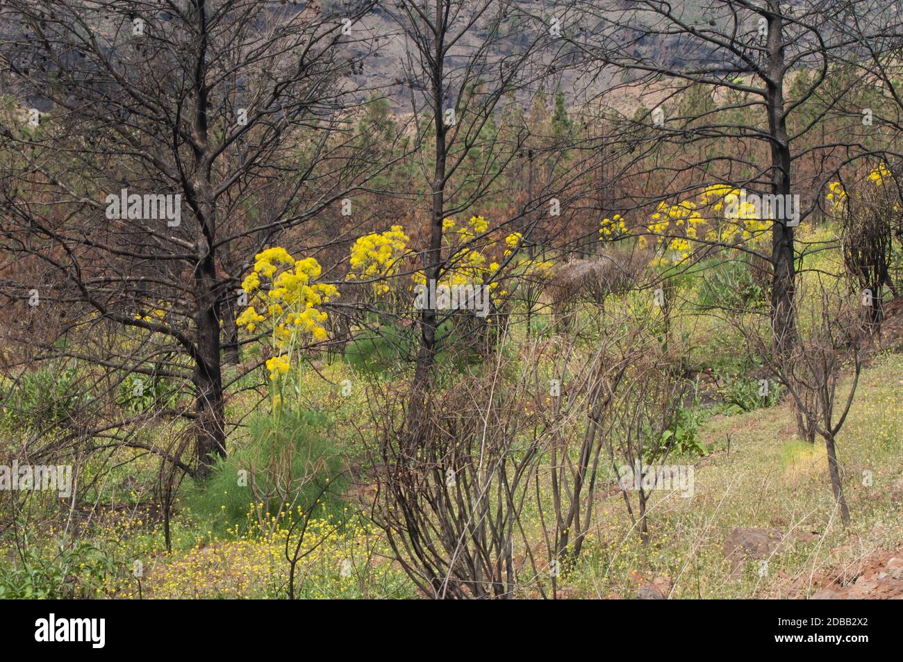 Burned Aleppo pines Pinus halepensis and plants of Ferula linkii in ...