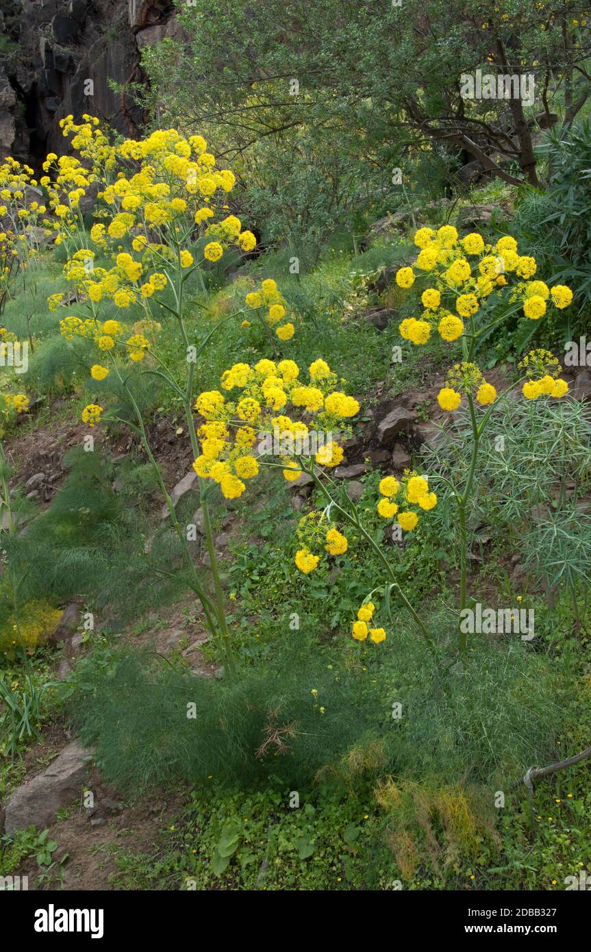 Plants of Ferula linkii in flower at Inagua. The Nublo Rural Park ...