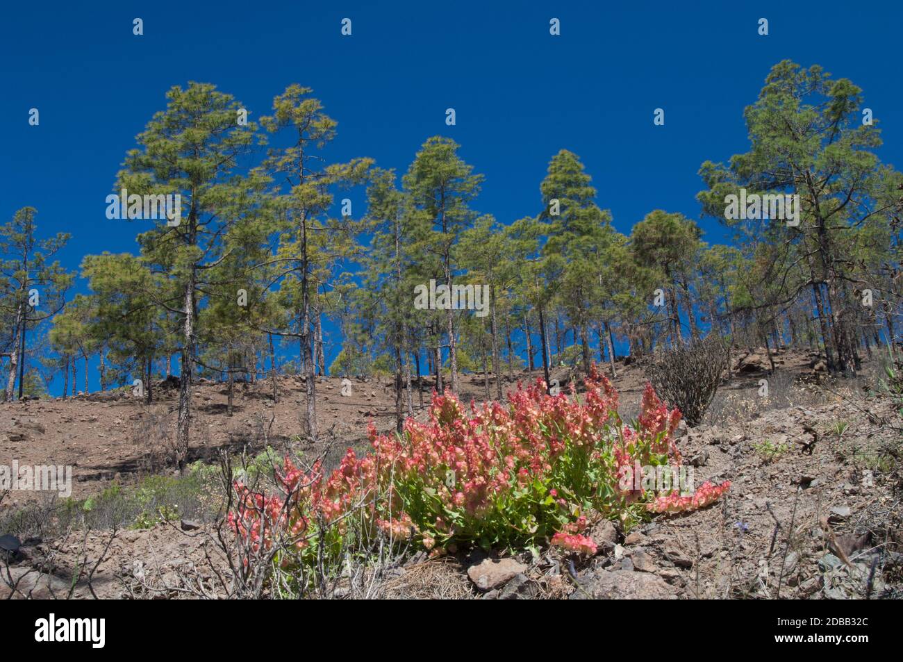 Forest of Canary Island pine Pinus canariensis. Integral Natural ...