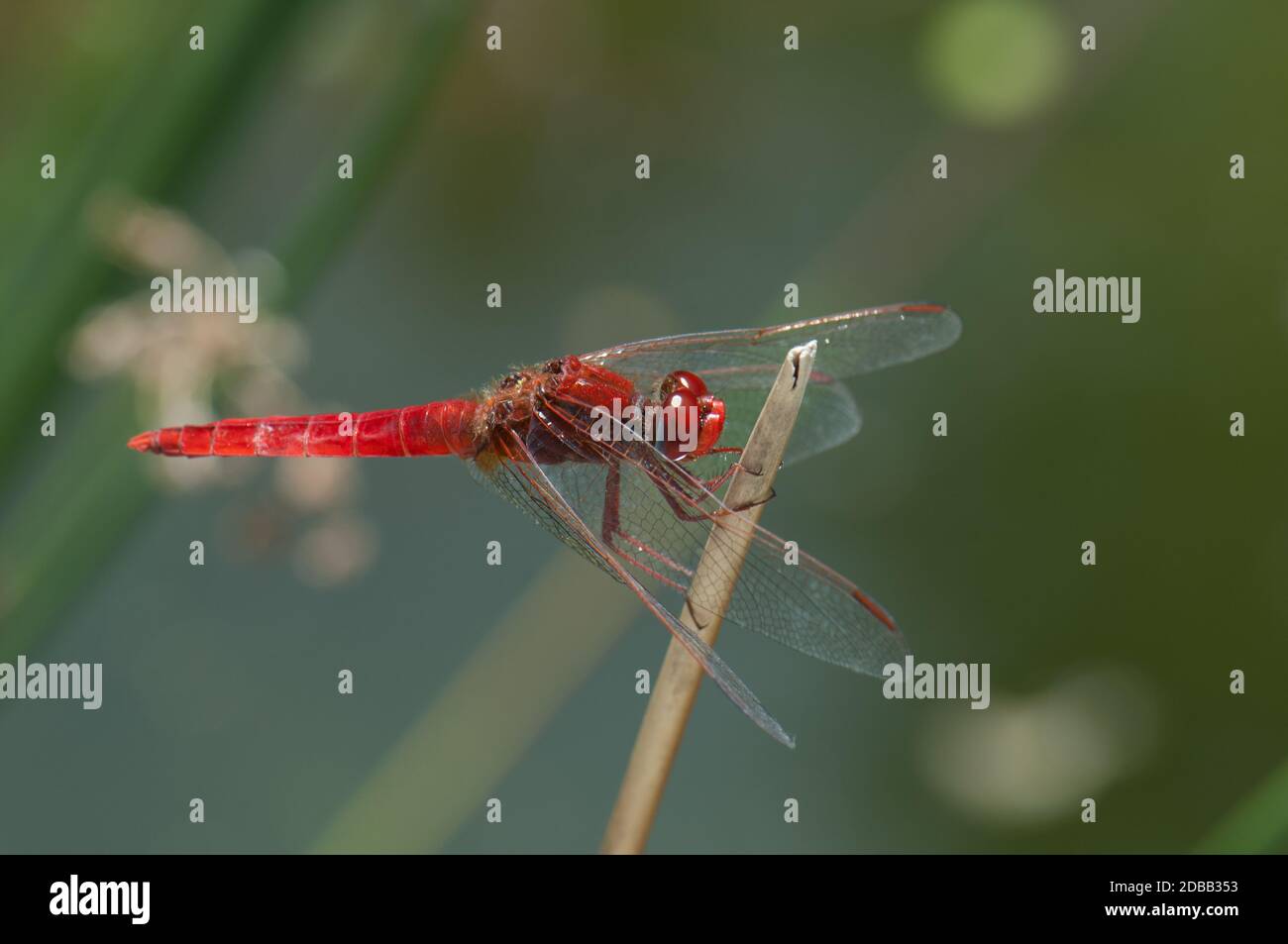 Scarlet dragonfly Crocothemis erythraea on a plant stem. Male. Cortijo ...