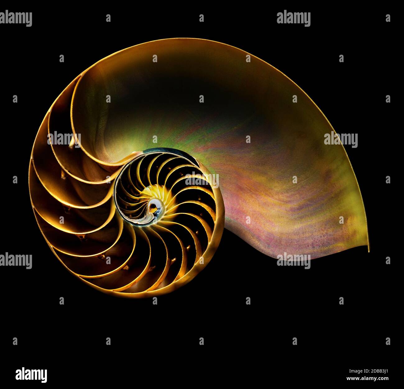 Nautilus shell section on hi-res stock photography and images - Alamy