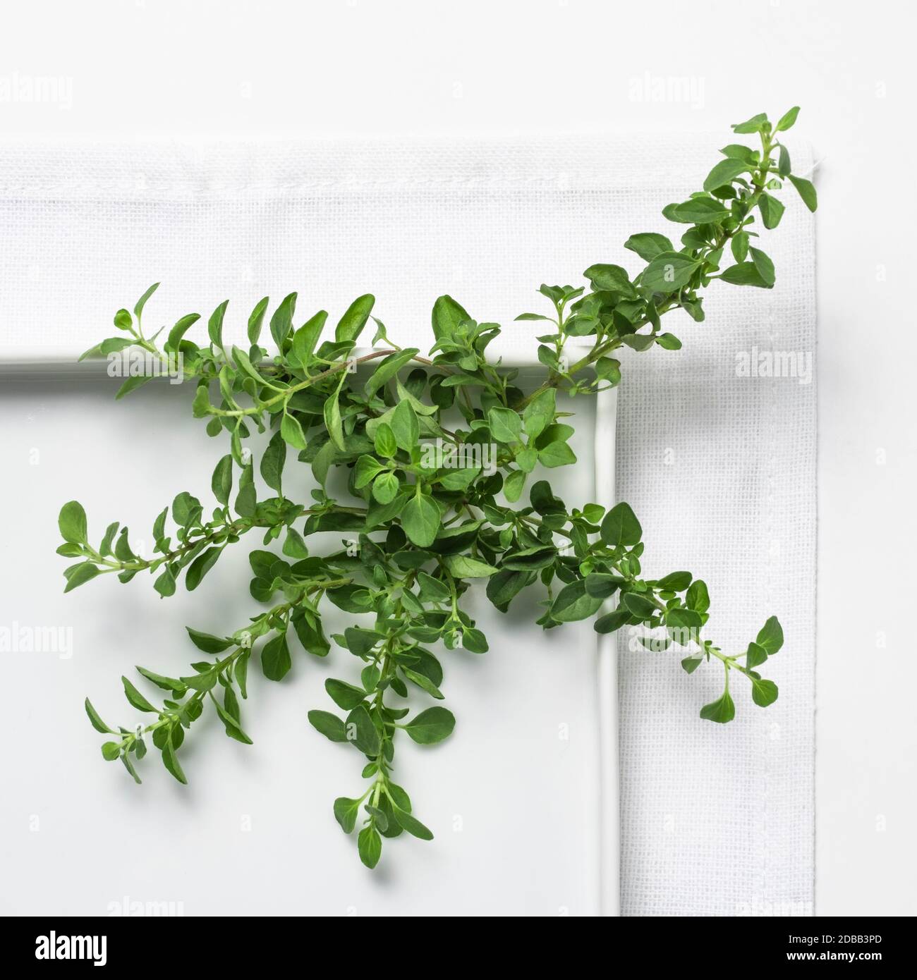 Oregano on white background Stock Photo - Alamy