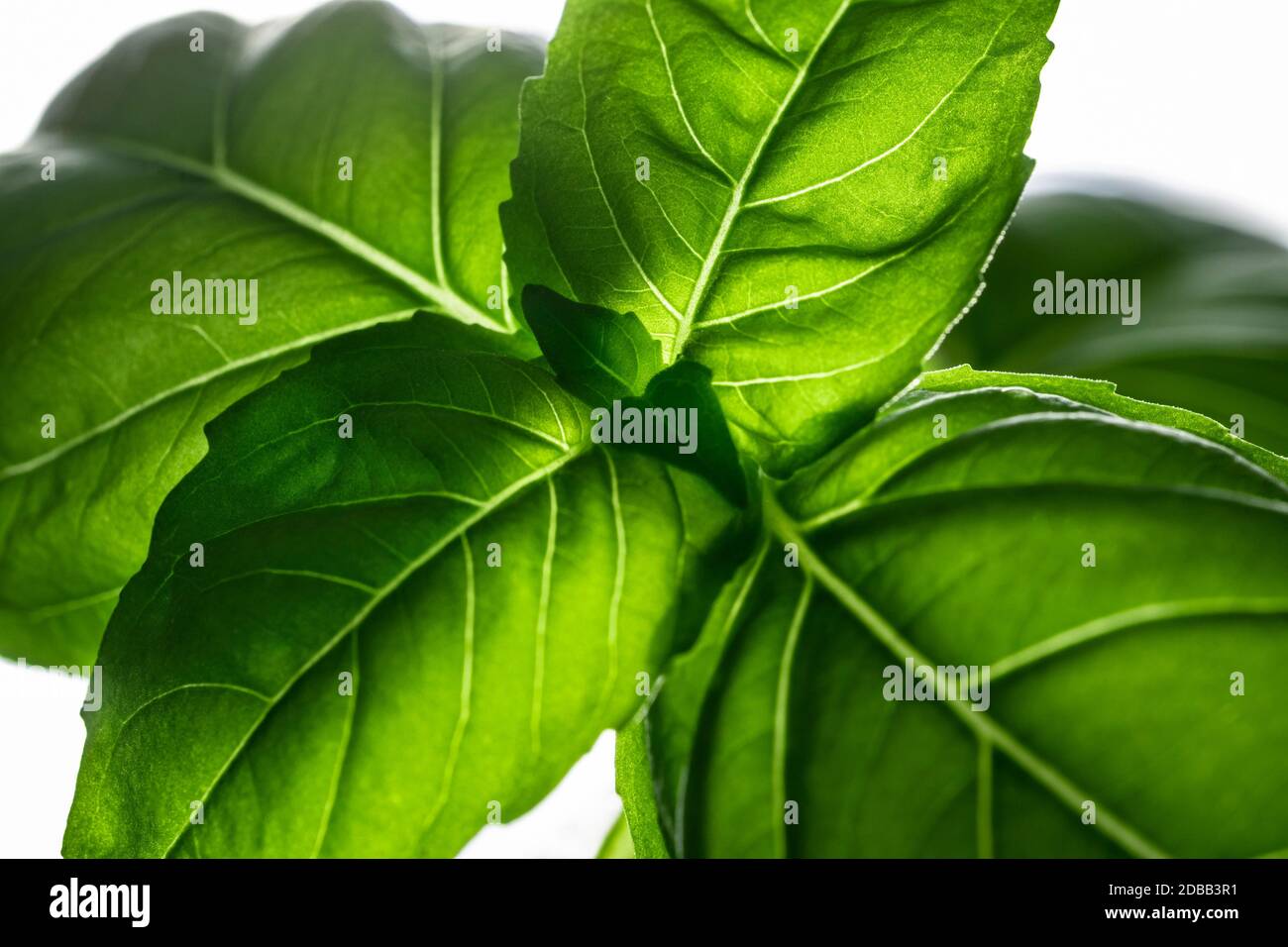 Basil on white background Stock Photo - Alamy