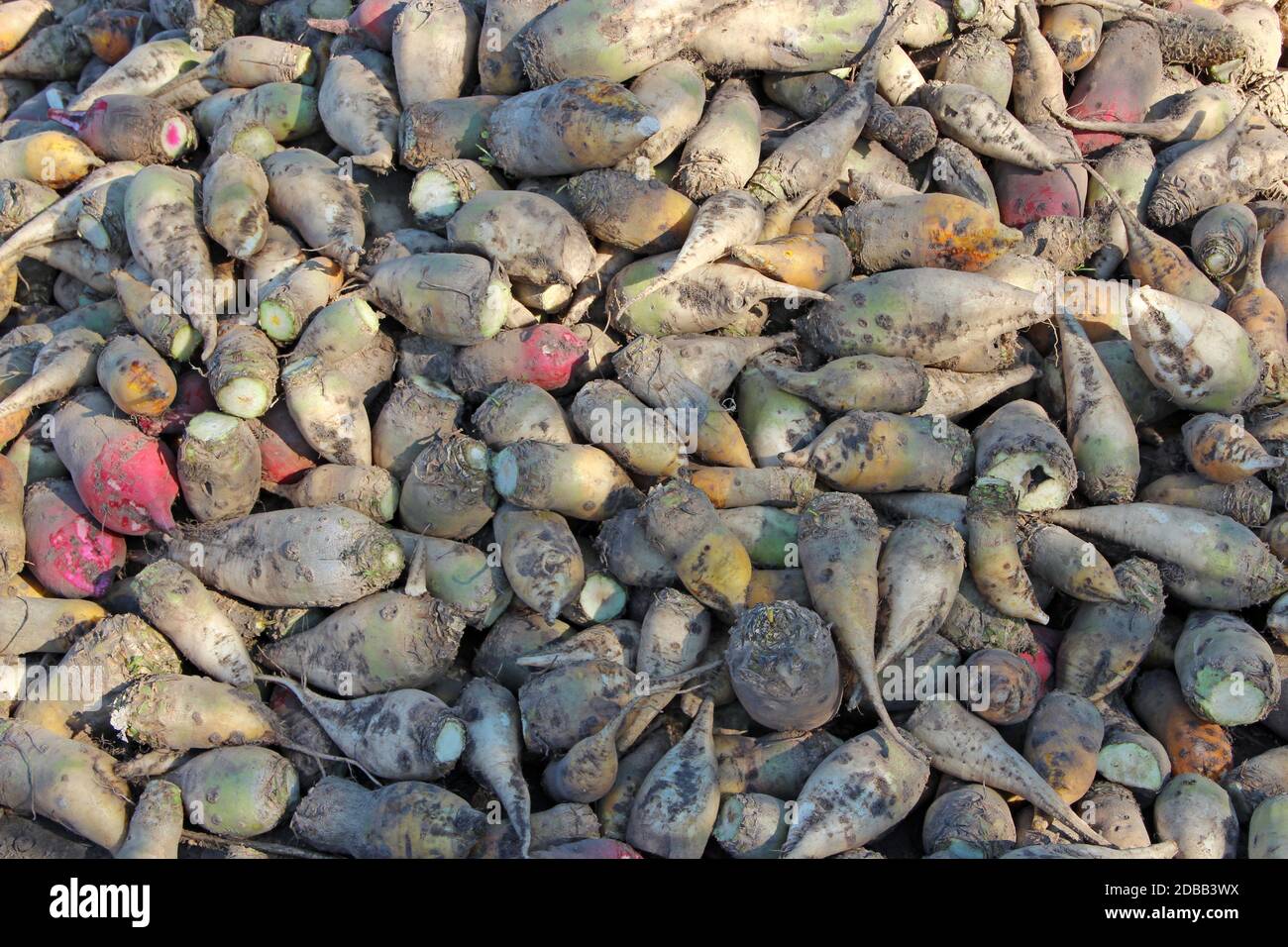 Mangel wurzels hi-res stock photography and images - Alamy