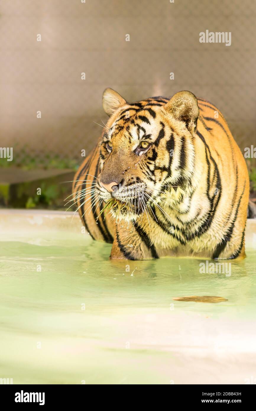 Bengal tiger, an incredible animal of nature. Asia Stock Photo - Alamy