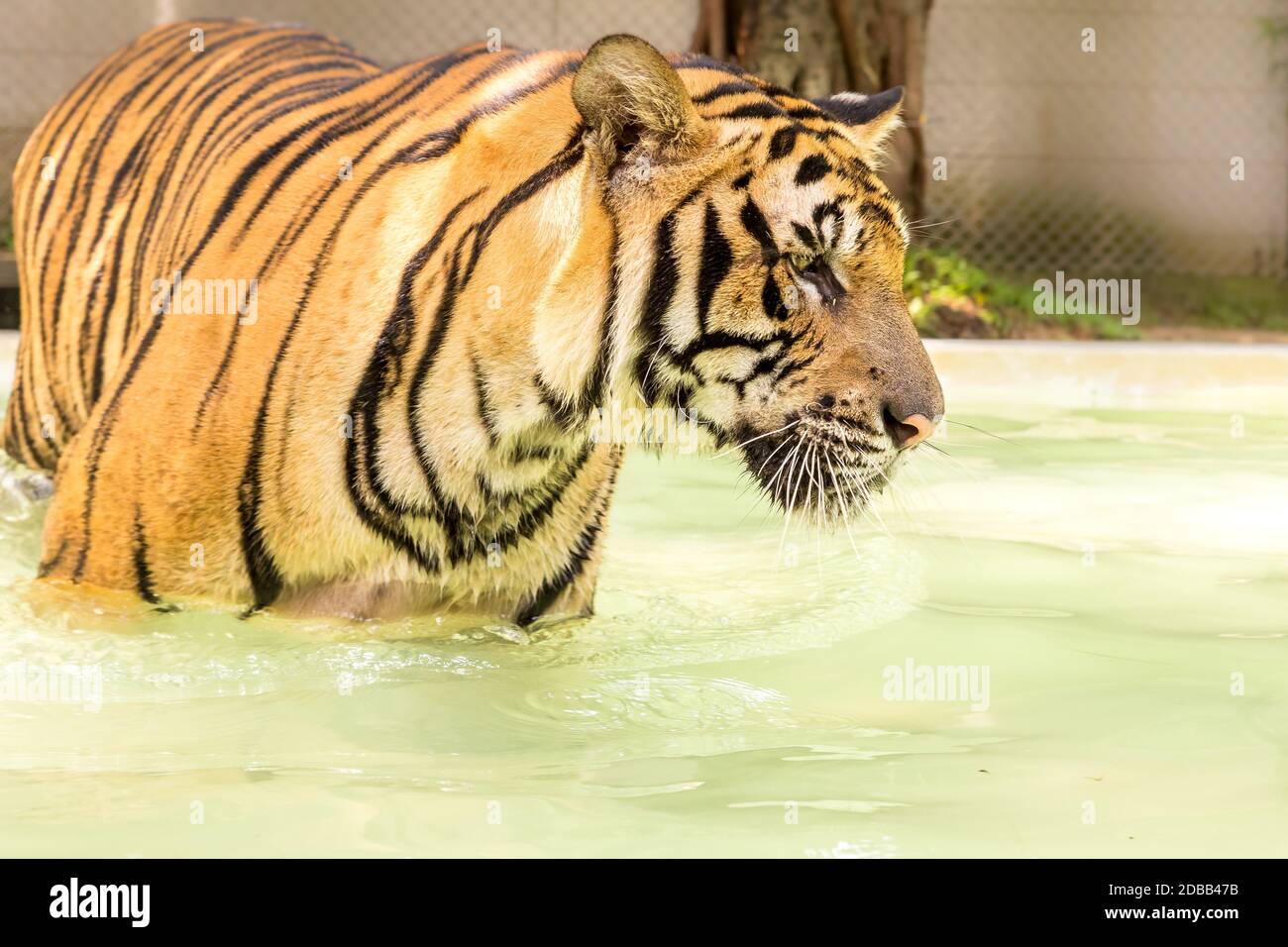 Bengal tiger, an incredible animal of nature. Asia Stock Photo - Alamy