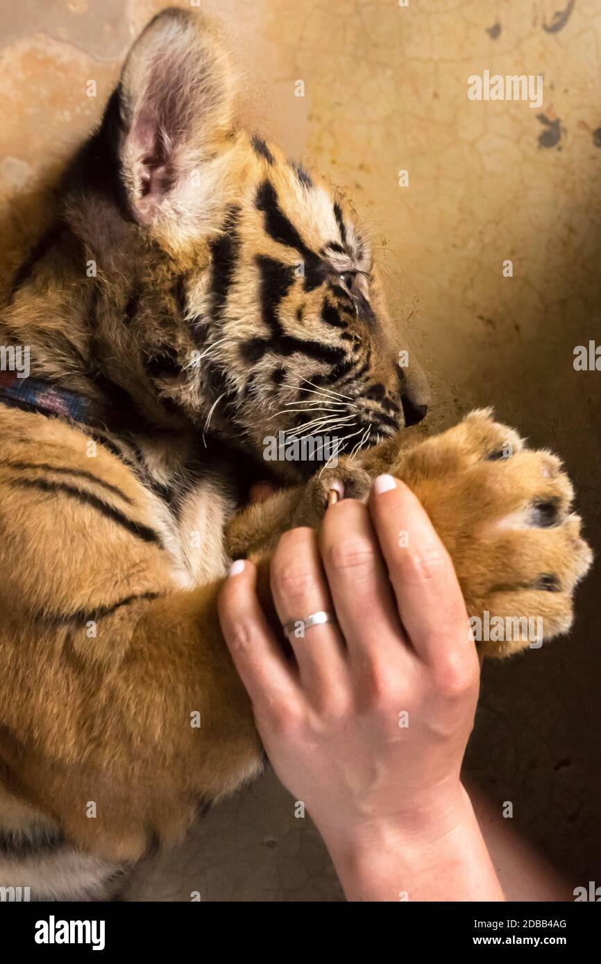 Baby bengal tiger Stock Photo - Alamy
