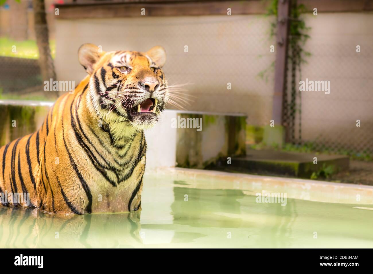 Bengal tiger, an incredible animal of nature. Asia Stock Photo - Alamy