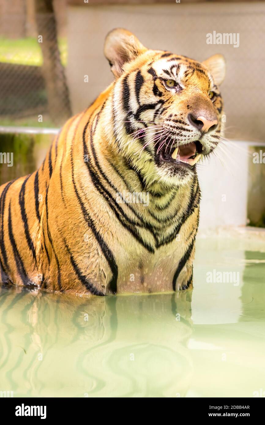 Bengal tiger, an incredible animal of nature. Asia Stock Photo - Alamy