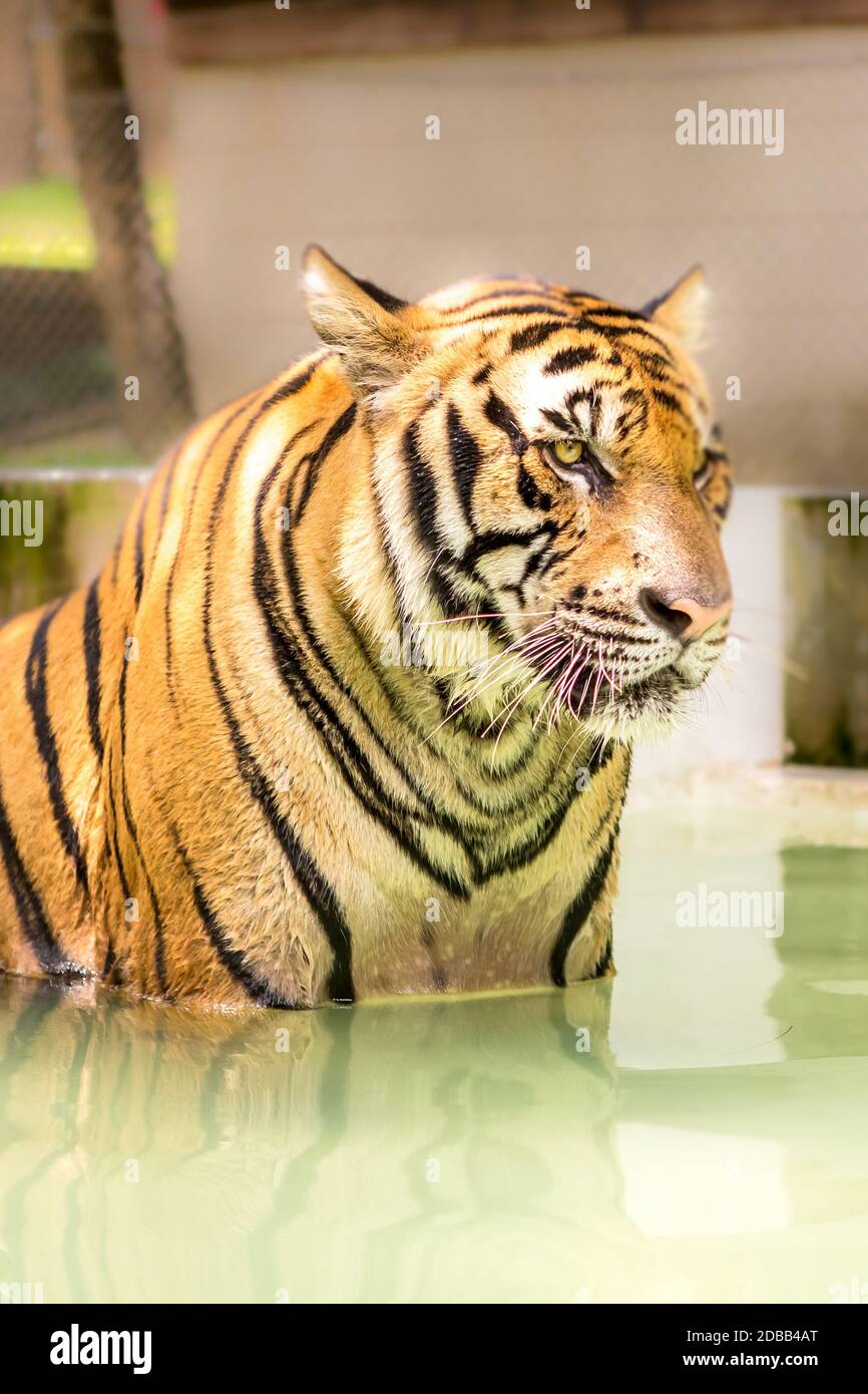 Bengal tiger, an incredible animal of nature. Asia Stock Photo - Alamy