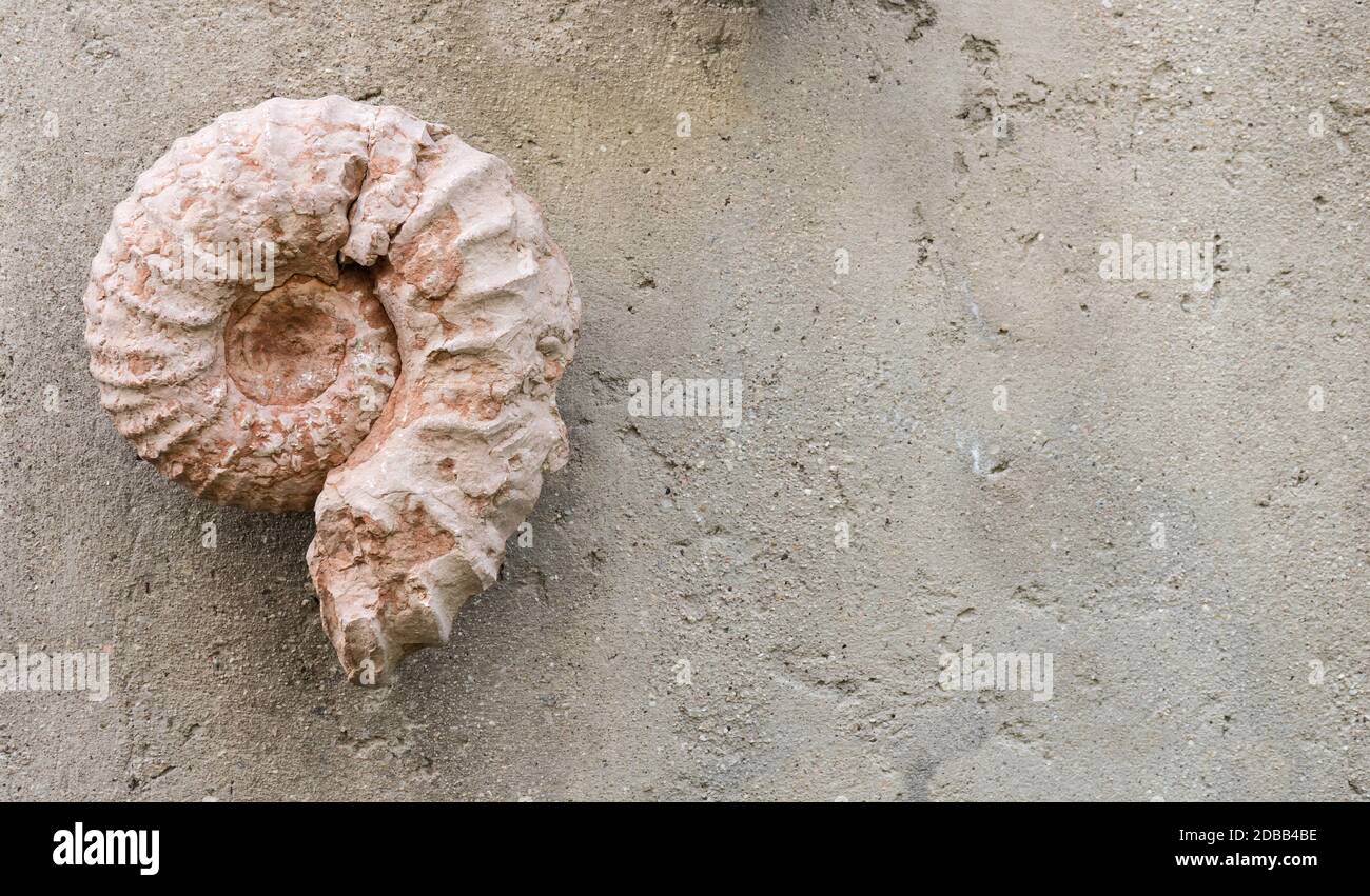 Ammonite snail shell hi-res stock photography and images - Alamy
