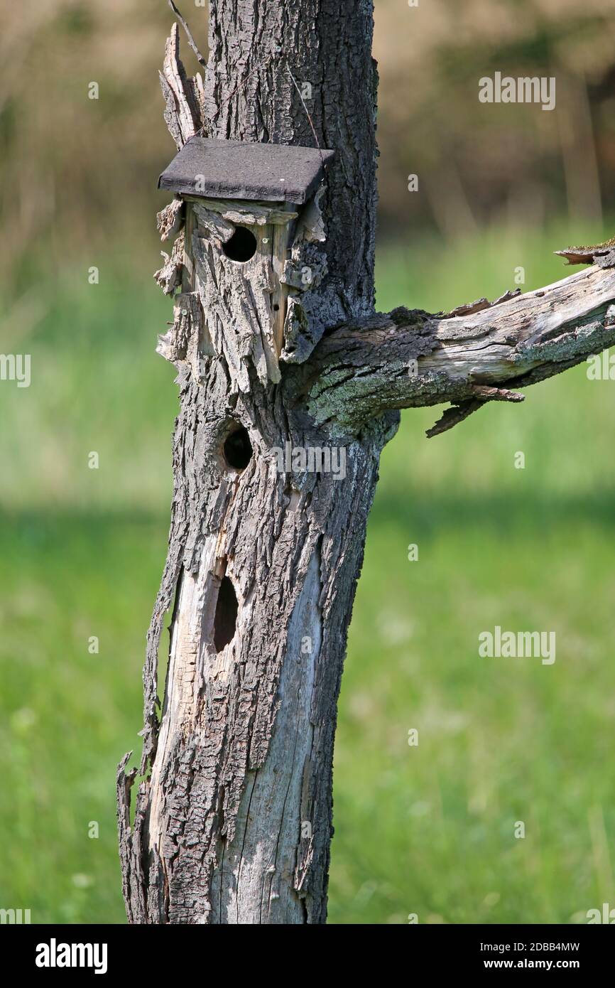 Nesting cavities natural and artificial Stock Photo - Alamy