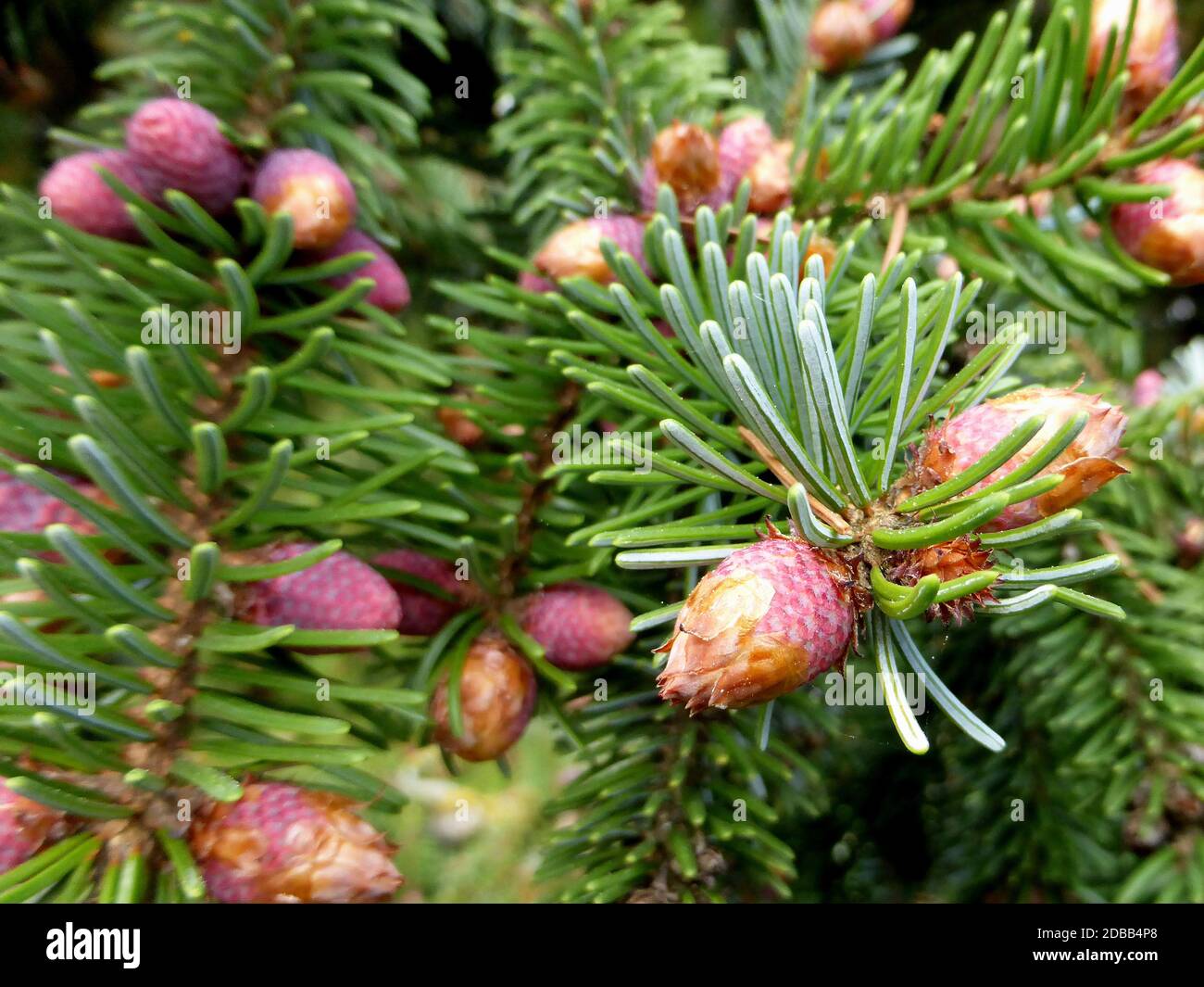 spruce with flower buds in spring in Germany Stock Photo - Alamy
