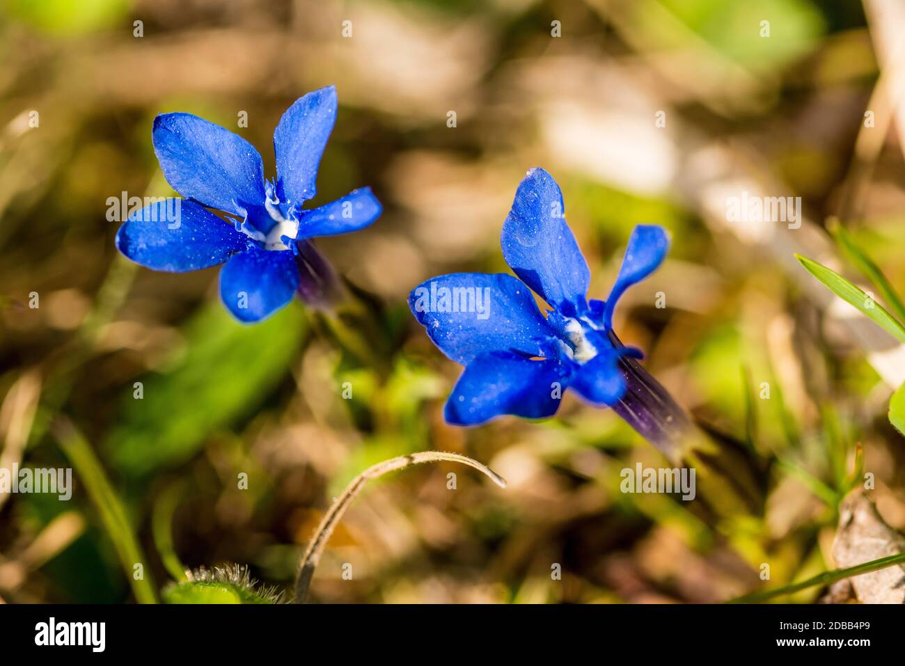 spring gentian on a meadow in Germany Stock Photo - Alamy