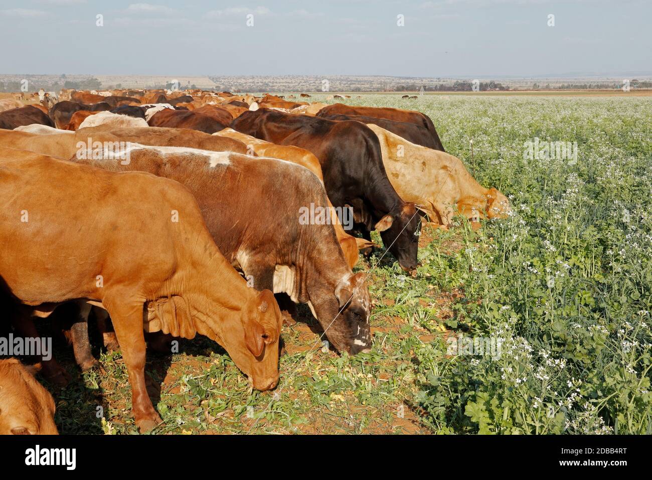 Cattle strip grazing cover crops with movable electrical fencing on a ...