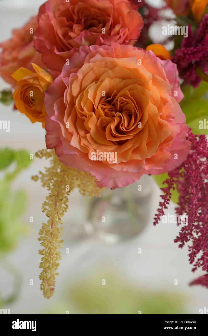 Beauty rose hi-res stock photography and images - Alamy