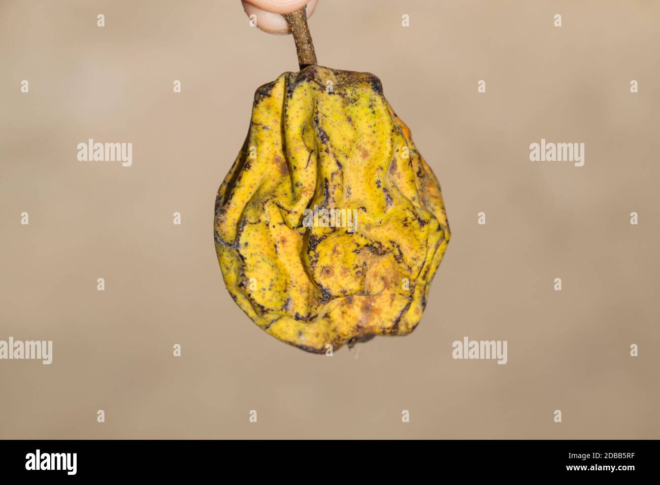 Dried pear fruit. Dried Pear Dried fruits from the garden Stock Photo ...
