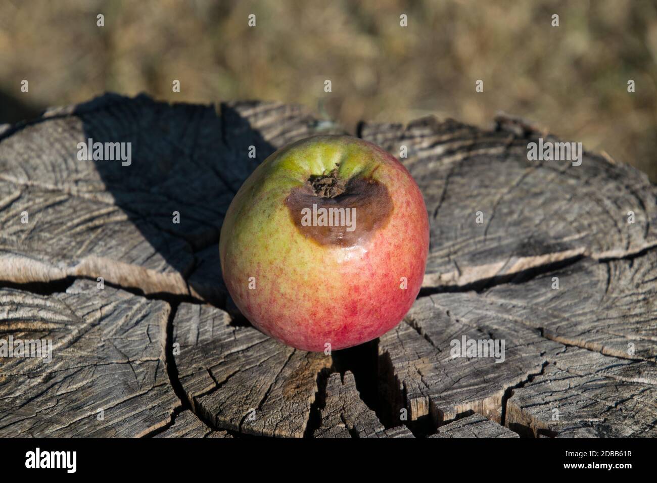 Rotten apple on a stump. Defeat apples. Spoiled crop Stock Photo - Alamy