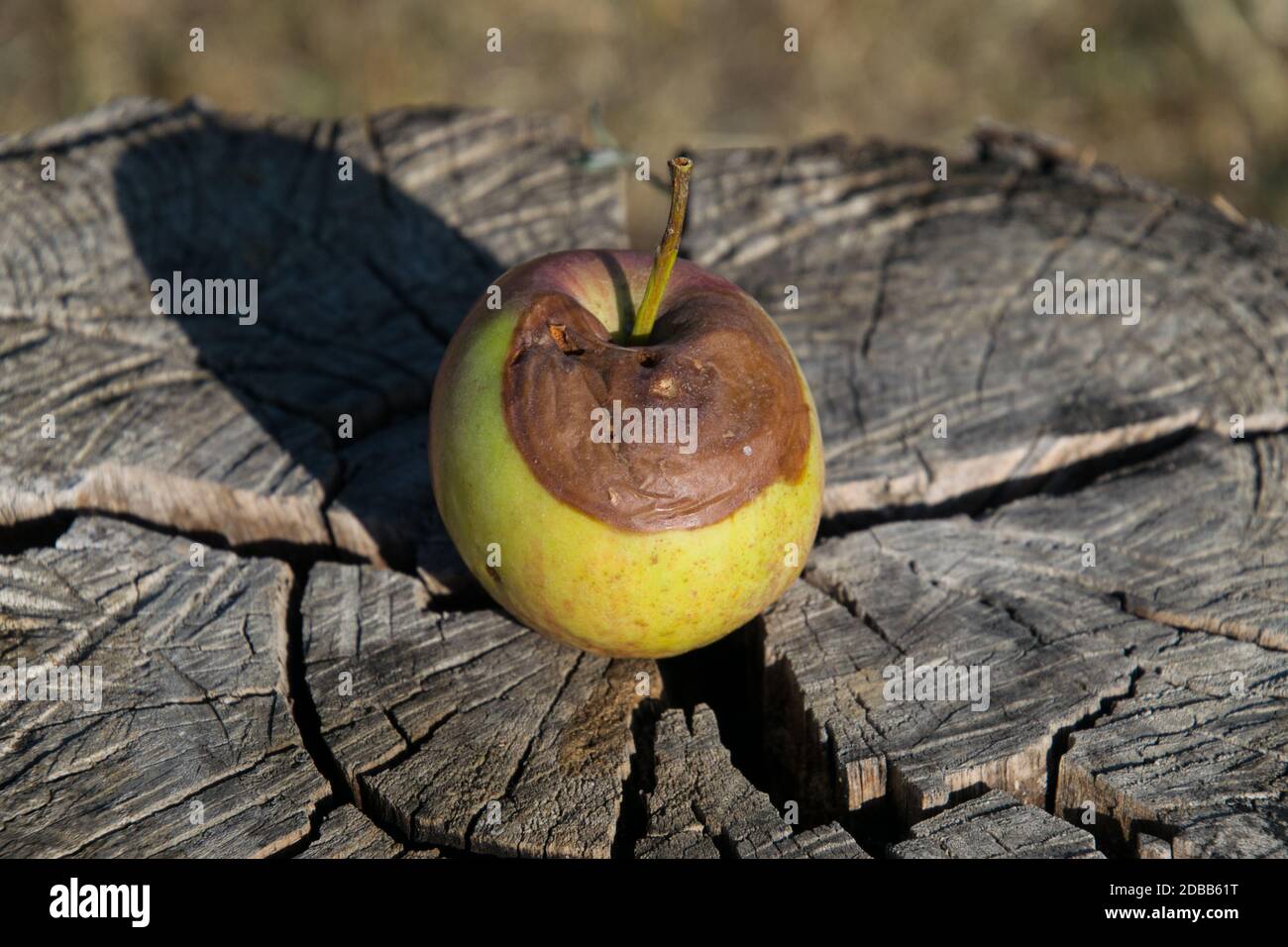 Rotten apple on a stump. Defeat apples. Spoiled crop Stock Photo - Alamy