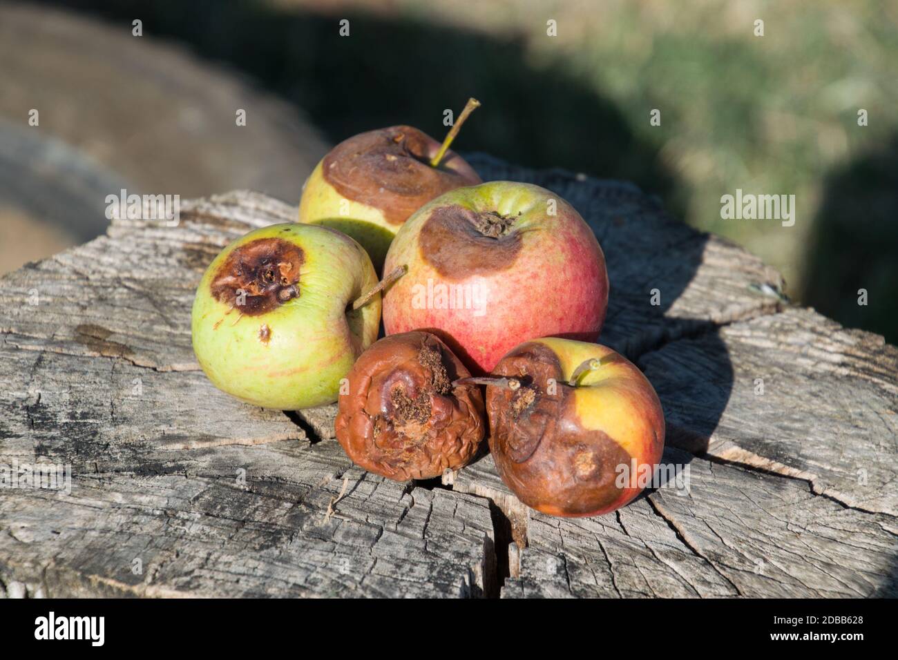 Diseased apple tree branches hi-res stock photography and images - Alamy