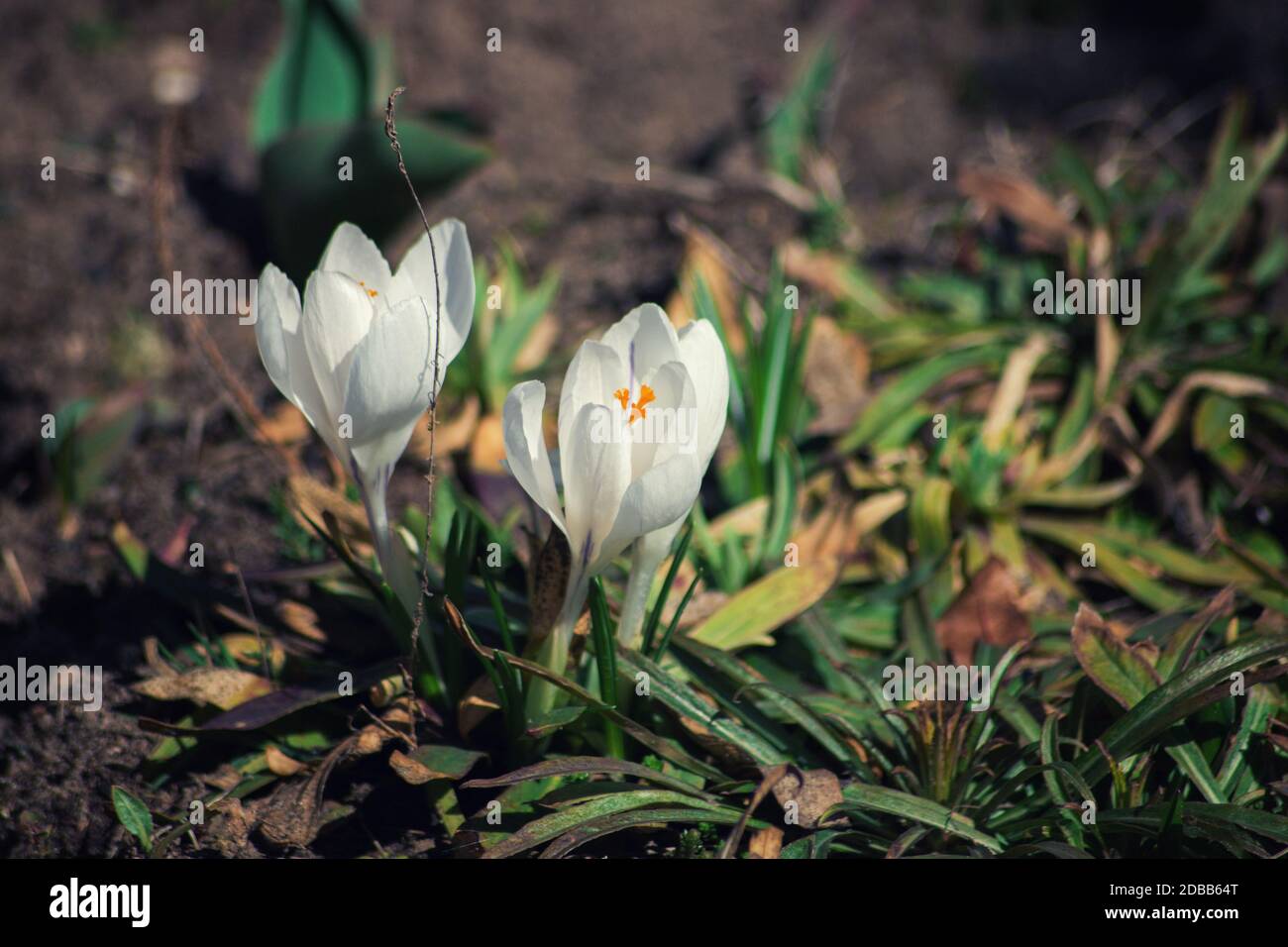 spring flowers - nature comes to life Stock Photo - Alamy