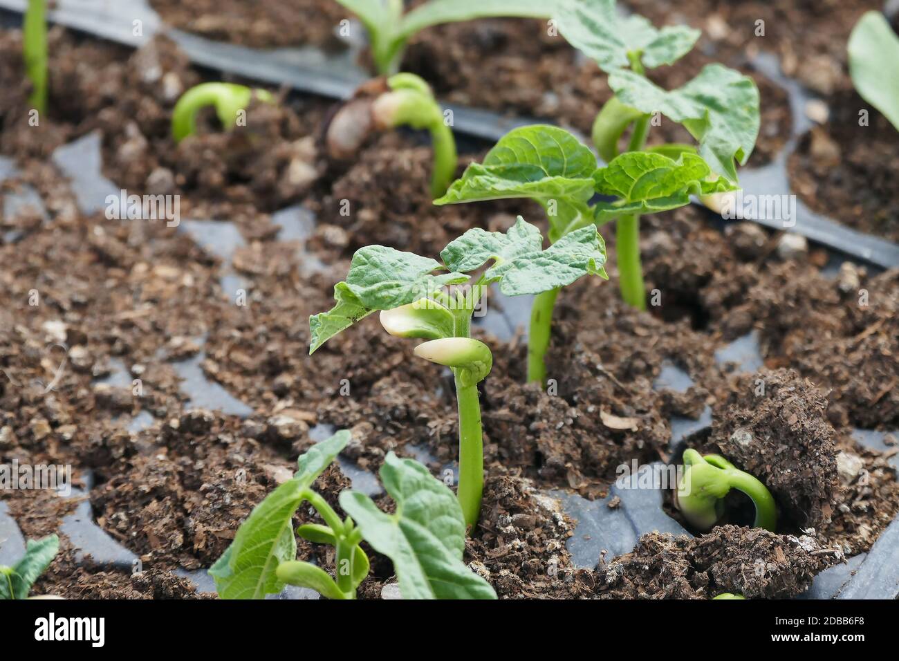 Bean seed in soil hi-res stock photography and images - Alamy