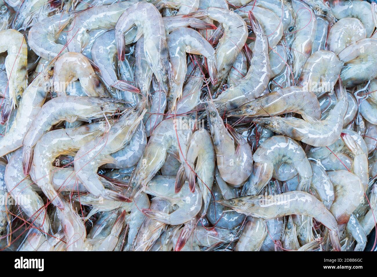 Fresh shrimp with ice at market Stock Photo - Alamy
