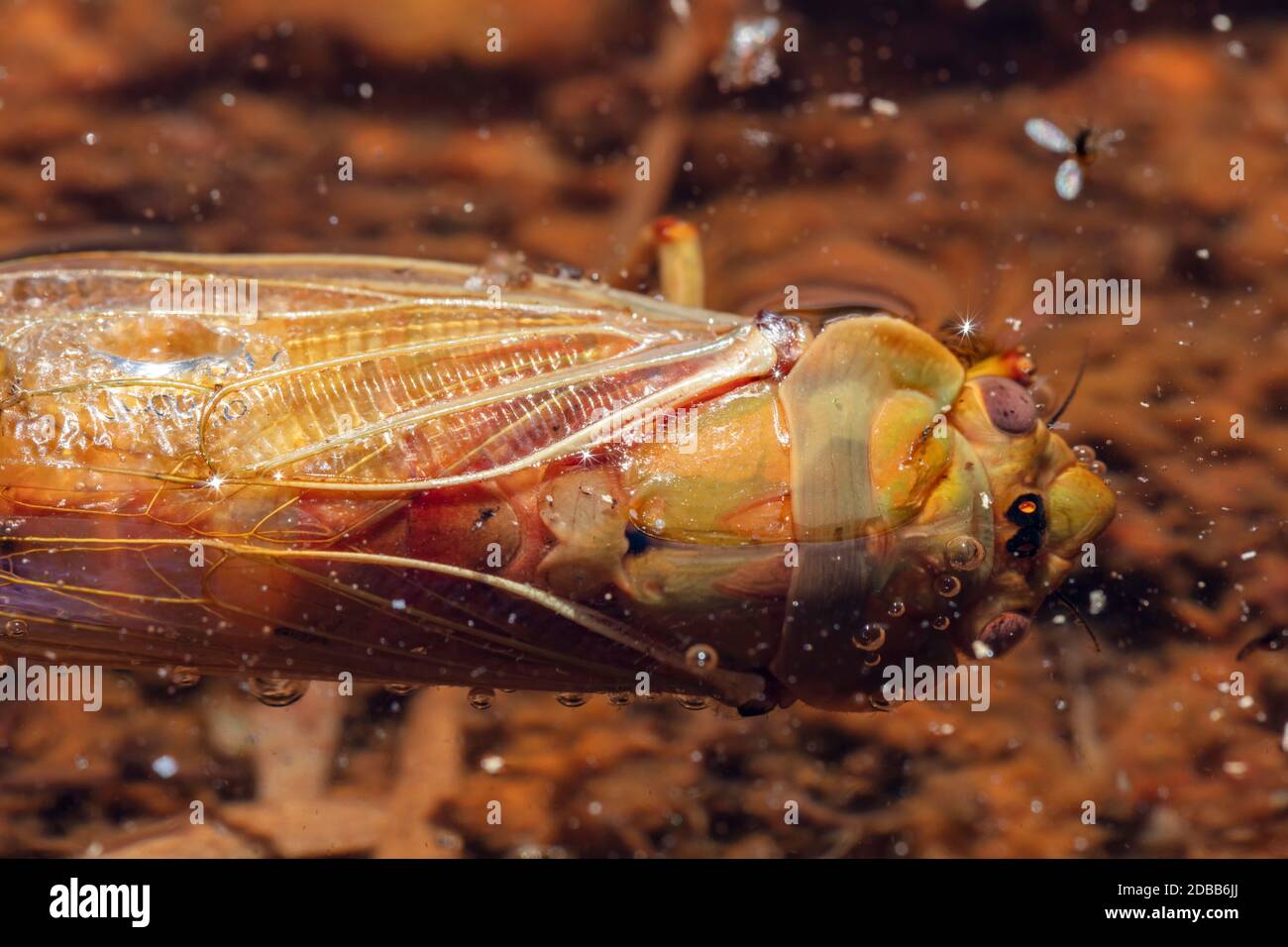 Close up view of a dead Cicada floating in water outdoors in the ...