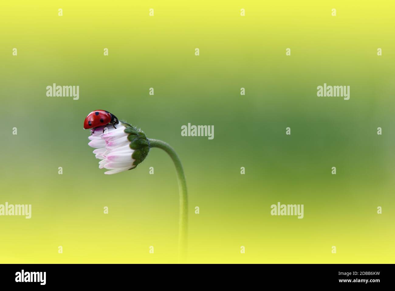 Beautiful Nature Background.Floral Art Design.Abstract Macro ...